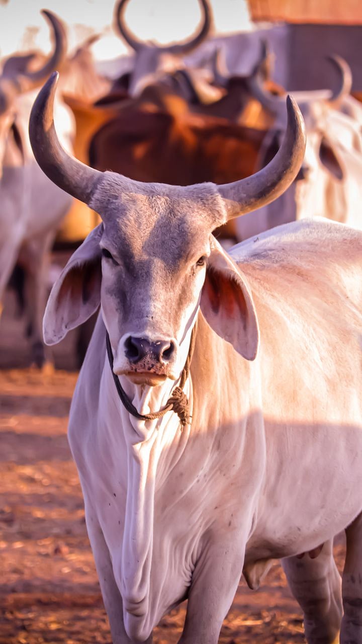 Indigenous Cow । दूध उत्पादनाला दमदार ४ देशी गायींच्या जाती । 4 ...
