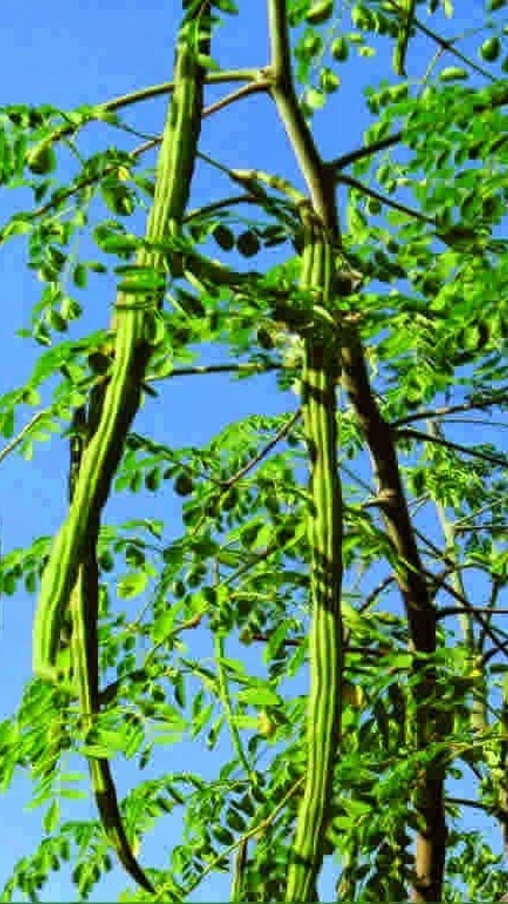 Moringa Farming : कोरडवाहू, हलक्या जमिनीसाठी किफायतशीर पीक शेवगा ...
