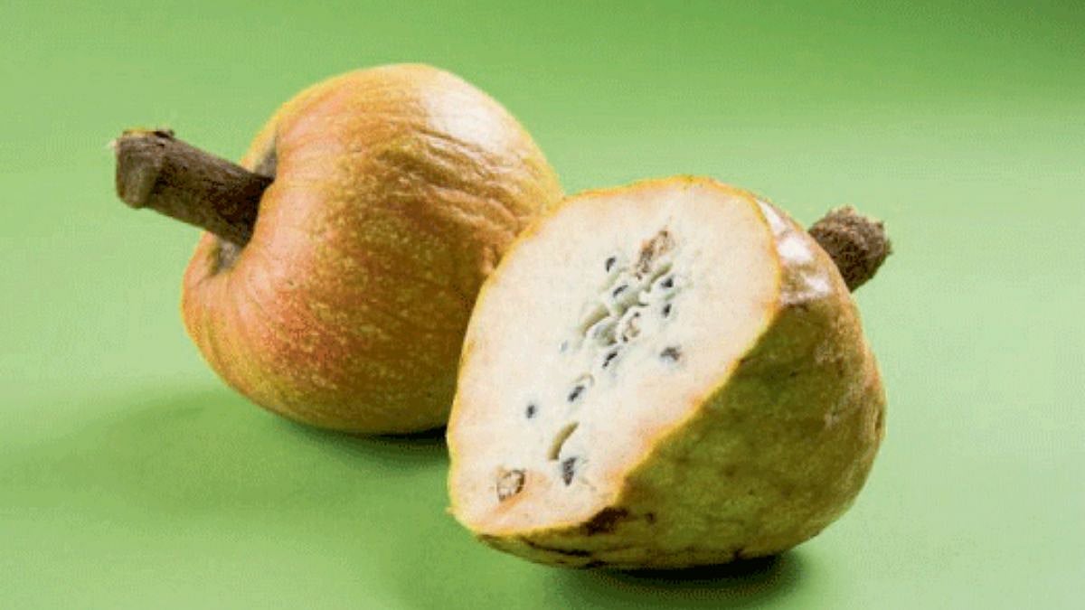 Bullock Heart Fruit Food Processing | रामफळापासून पावडर, जॅम, रबडी ...