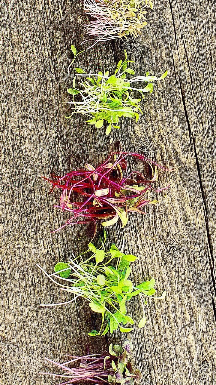 Microgreens । मायक्रोग्रीन्स आहे आरोग्यासाठी टॉनिक ; जाणून घ्या ७ मोठे ...
