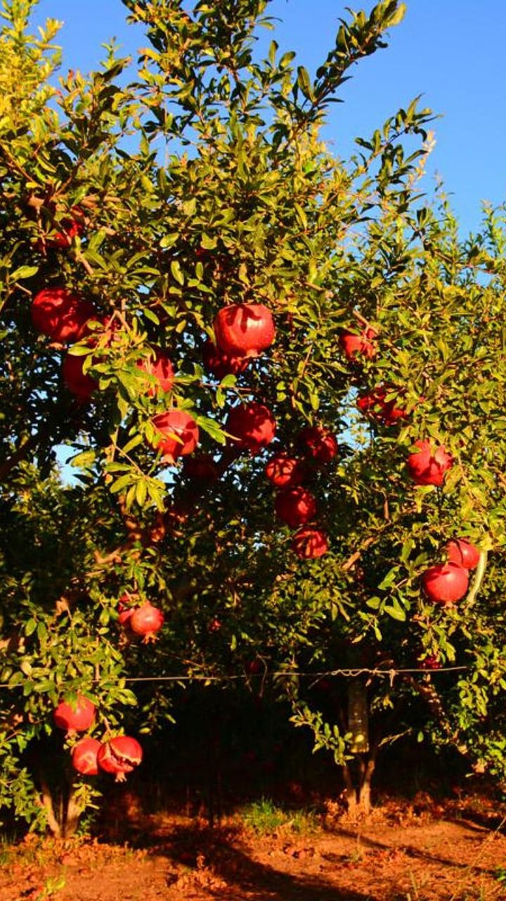 Pomegranate Sun Burn । डाळिंबाच्या बागांना 'सनबर्निंग'चा धोका ...