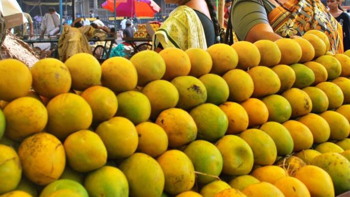 Mango Market । नागपूर-अमरावतीत स्थानिक आंबा वाणांचे दर दबावात । Prices of local mango varieties ...