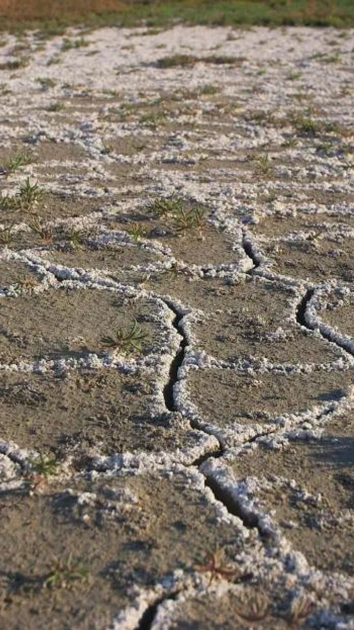 Saline Soil । क्षारपड होण्यापासून अशी वाचवा जमीन । Measures to prevent ...