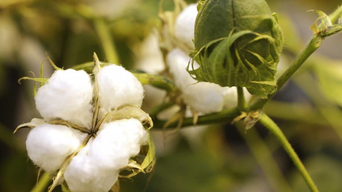Cotton Technology । कापूस तंत्रज्ञान मिशनचा दुसरा टप्पा राबविणार । The ...