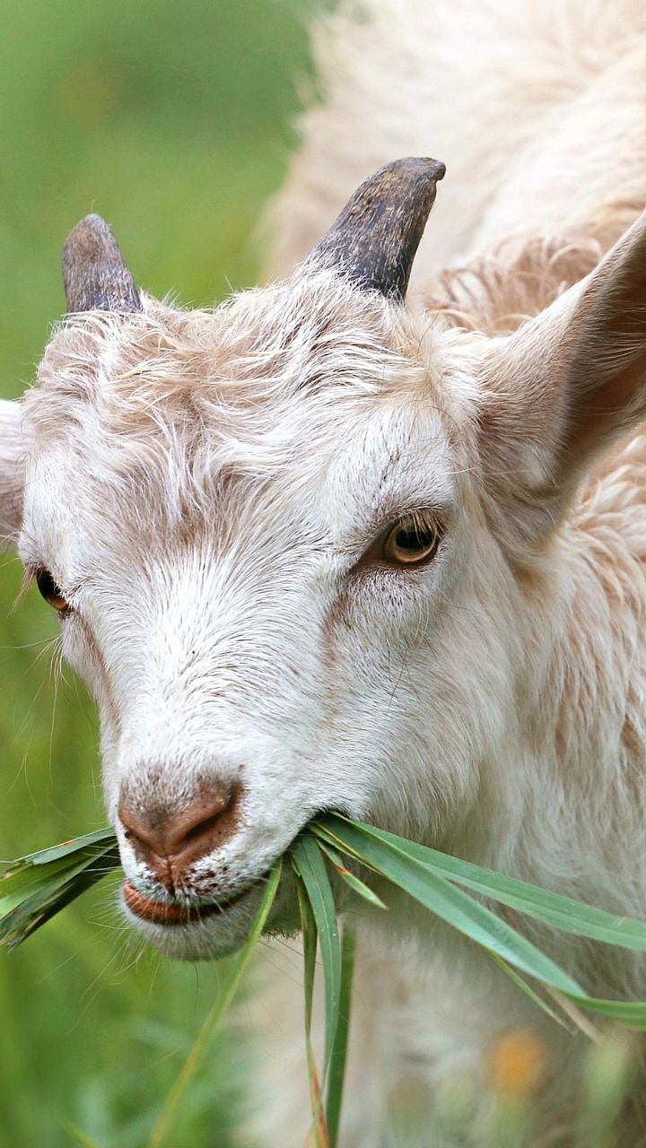 Goat Farming : उन्हाळ्यात शेळ्यांना कसा आहार द्याल?|How to feed goats ...