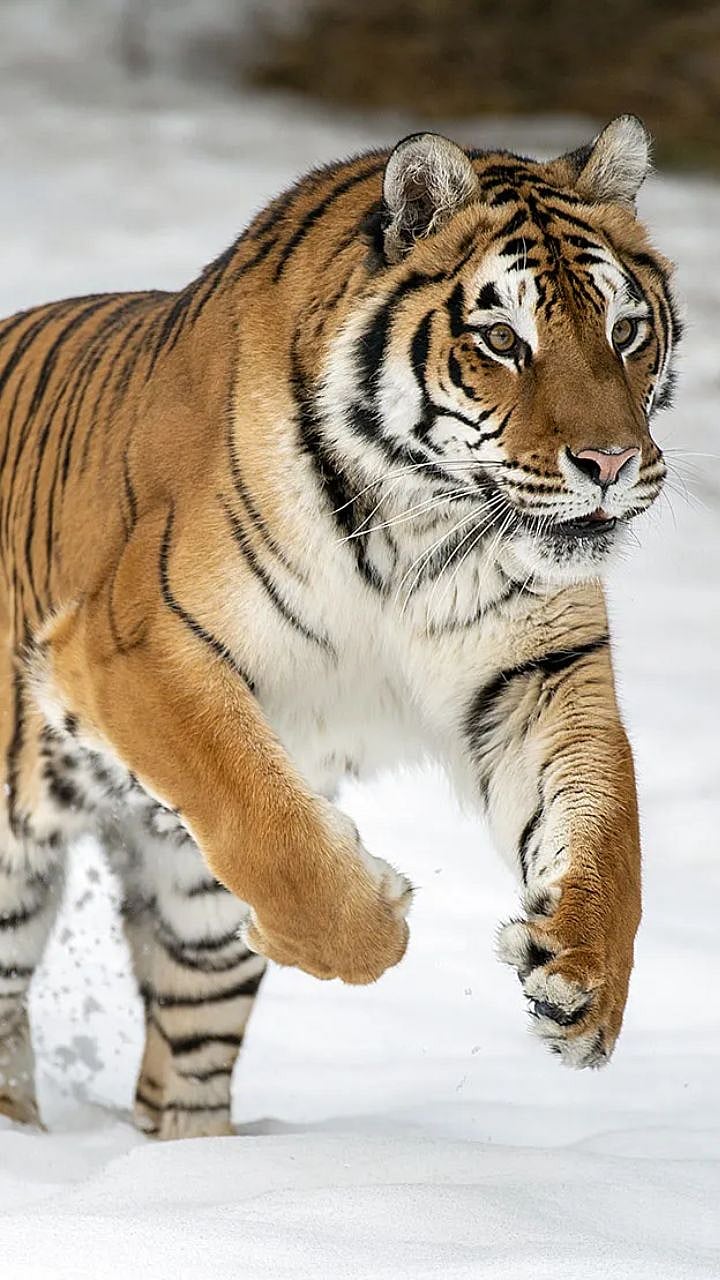 Tigers in India| जगात भारी भारताची कामगिरी|Due to 'Project Tiger', the ...