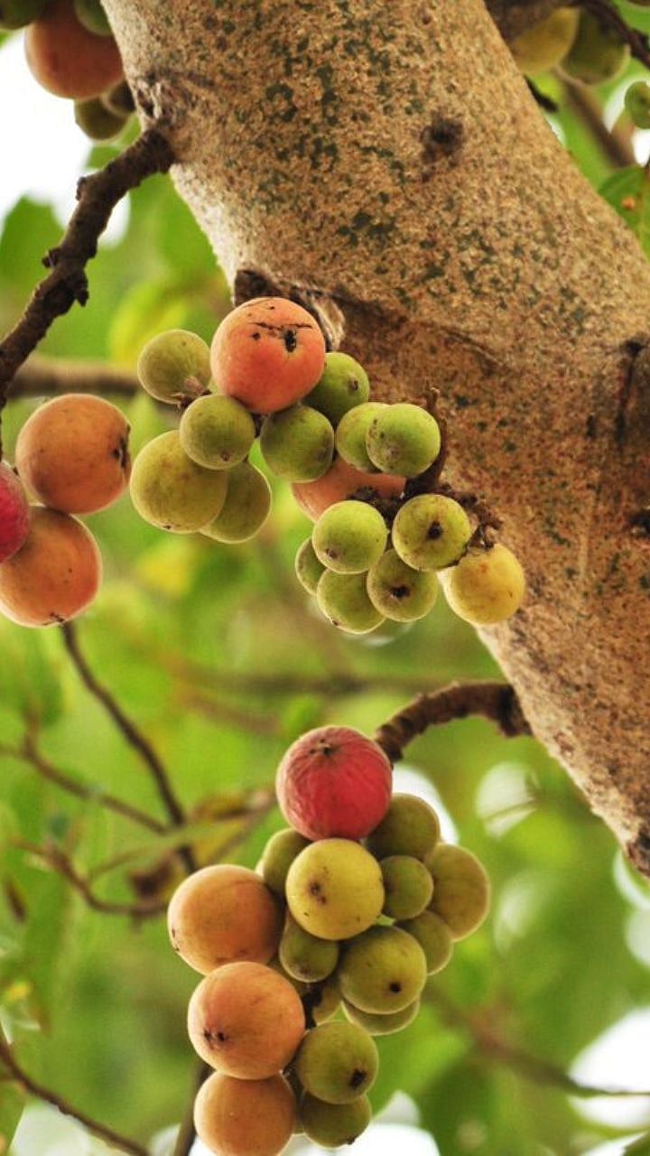 Gular Fig । त्वचारोग, अशक्तपणावर उंबर आहे जालीम उपाय । Gular Fig ...