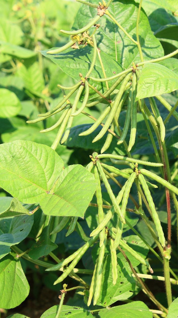 Pulse Production : तुमच्या शेतात कडधान्य हवीच|You must have pulses in ...