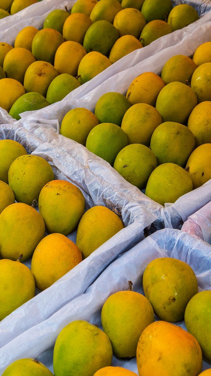 Mango Ripening : रंग, चव एकसारखी येण्यासाठी आंबे पिकविण्याची घरगुती ...