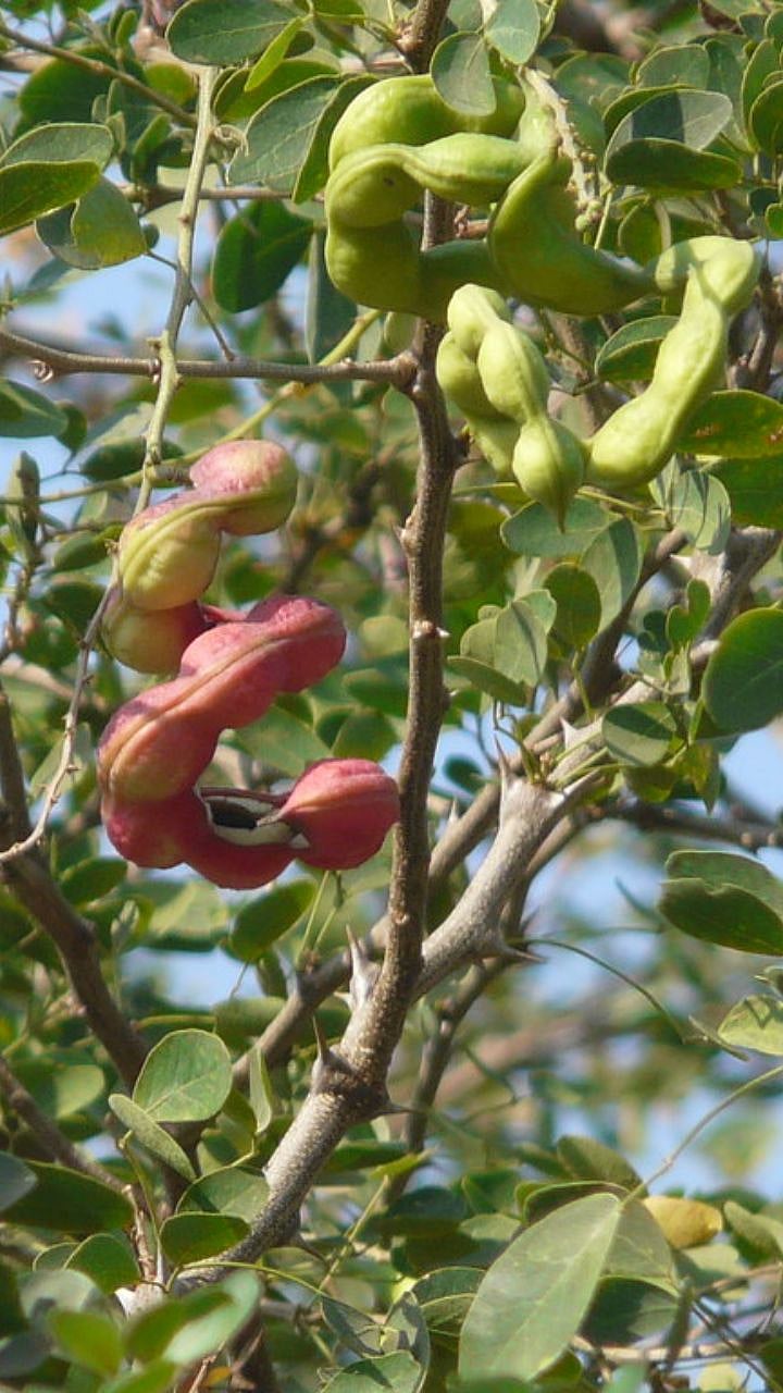 Vilayati Tamarind : विलायती चिंचेपासून कोणते पदार्थ तयार होतात?|What ...