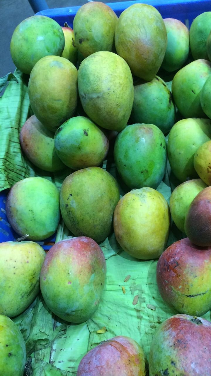 Gavran Mango Season : हापूस नंतर आता चाखा गावरान आंब्याचा गोडवा |The ...