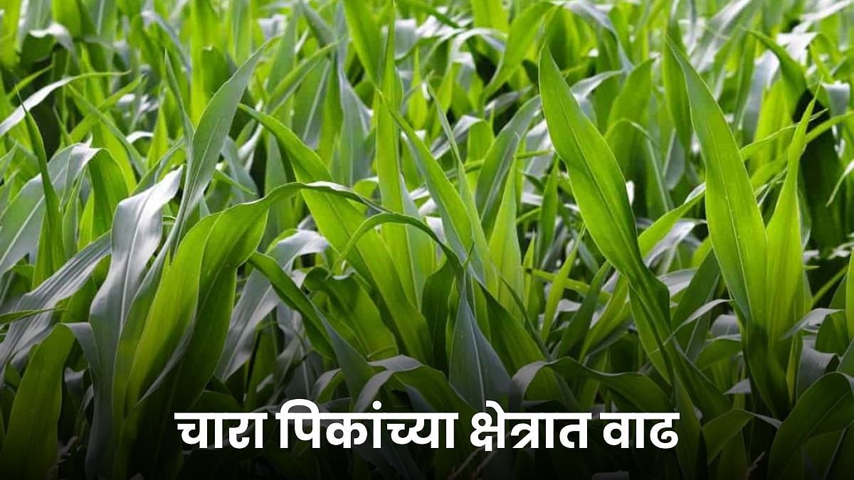 Fodder Production | चारा पिकांच्या क्षेत्रात तीन हजार हेक्टरने वाढ ...