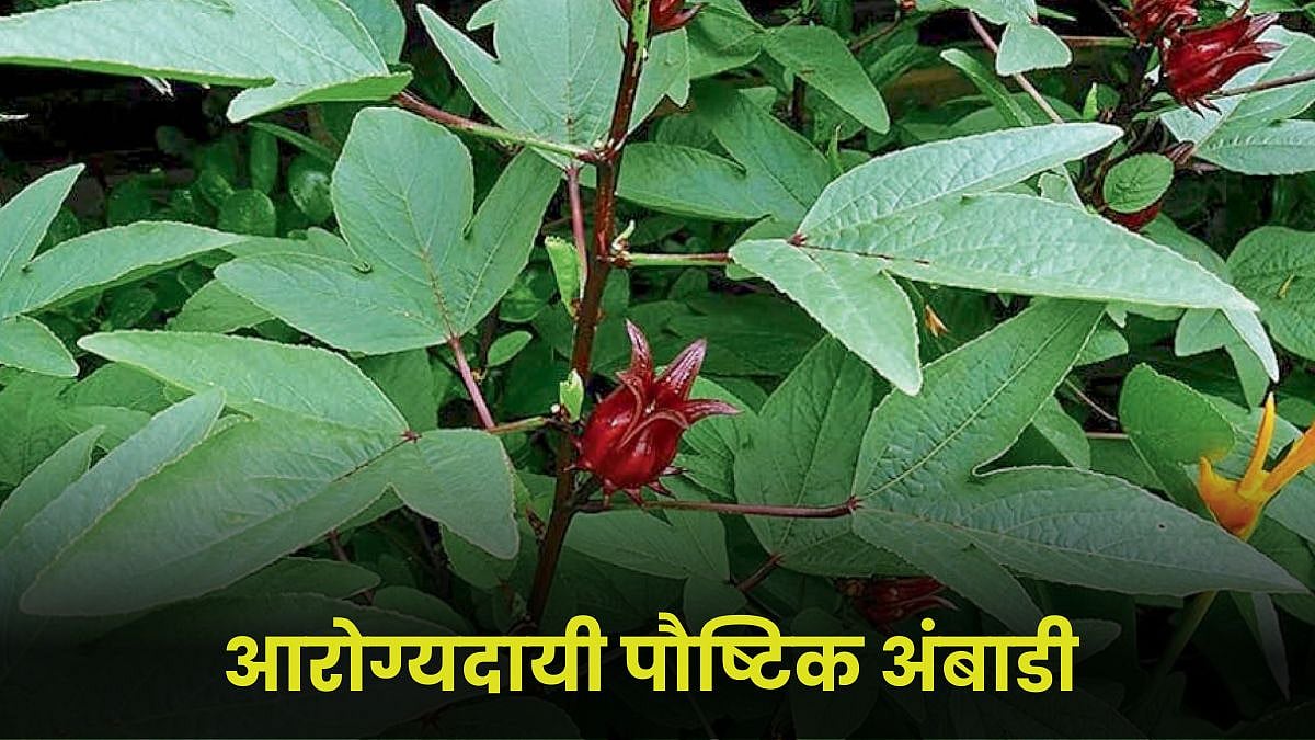Healthy Ambadi | आरोग्यदायी पौष्टिक अंबाडी | Healthy nutritious Ambadi ...