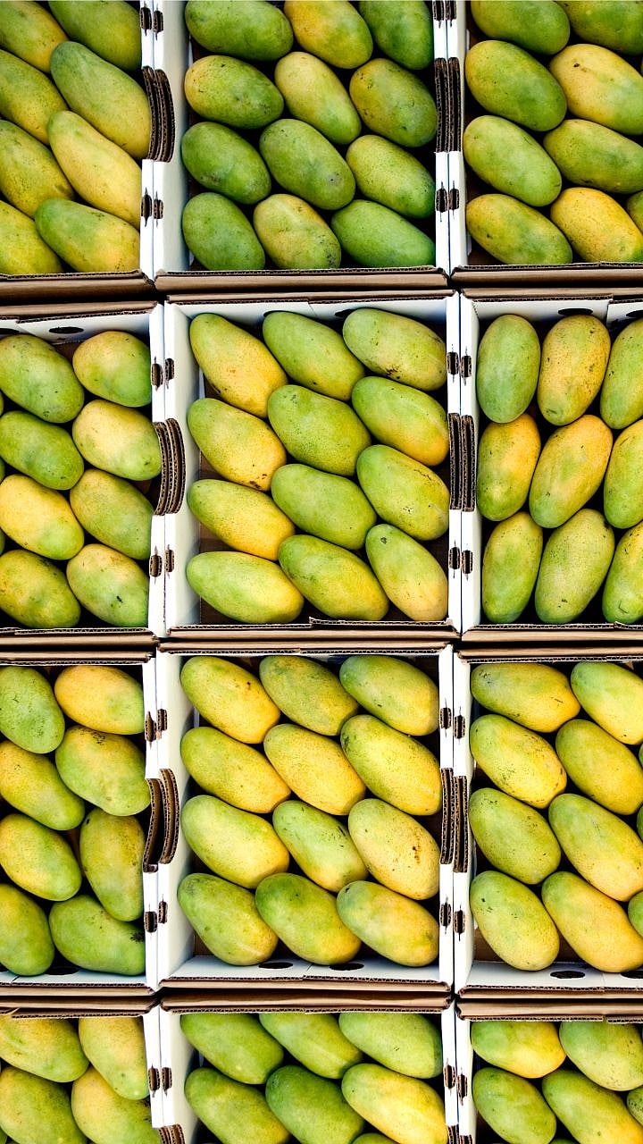 Mango Export : युद्धामुळे आंबा निर्यातीला लगाम |Due to Ukraine-Russia ...