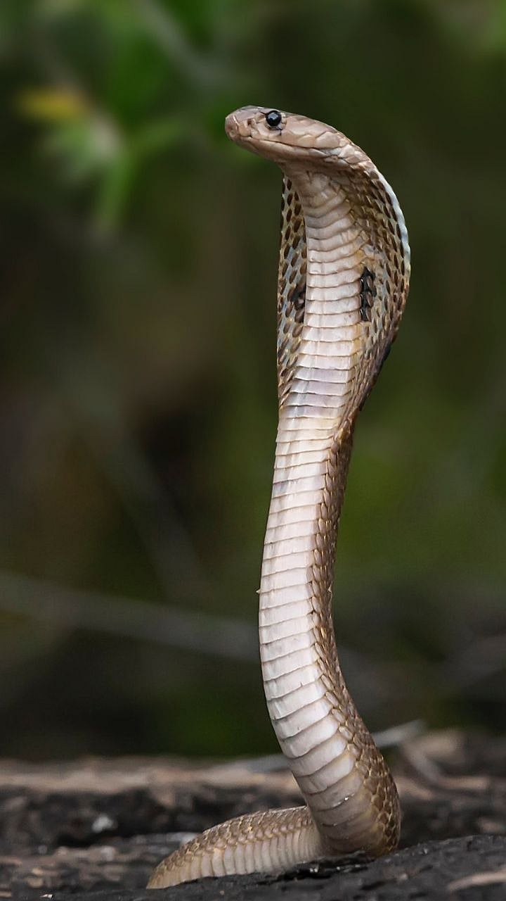 Snake Village । काय सांगता...! 'या' गावातल्या घरांमध्ये चक्क पाळतात साप ...