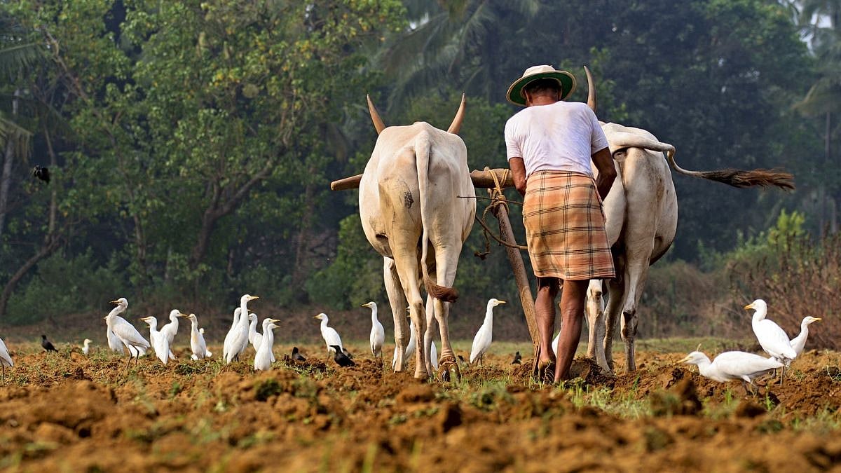 Agriculture Cultivation | इतके अनर्थ केवळ अतिमशागतीने केले | So much ...