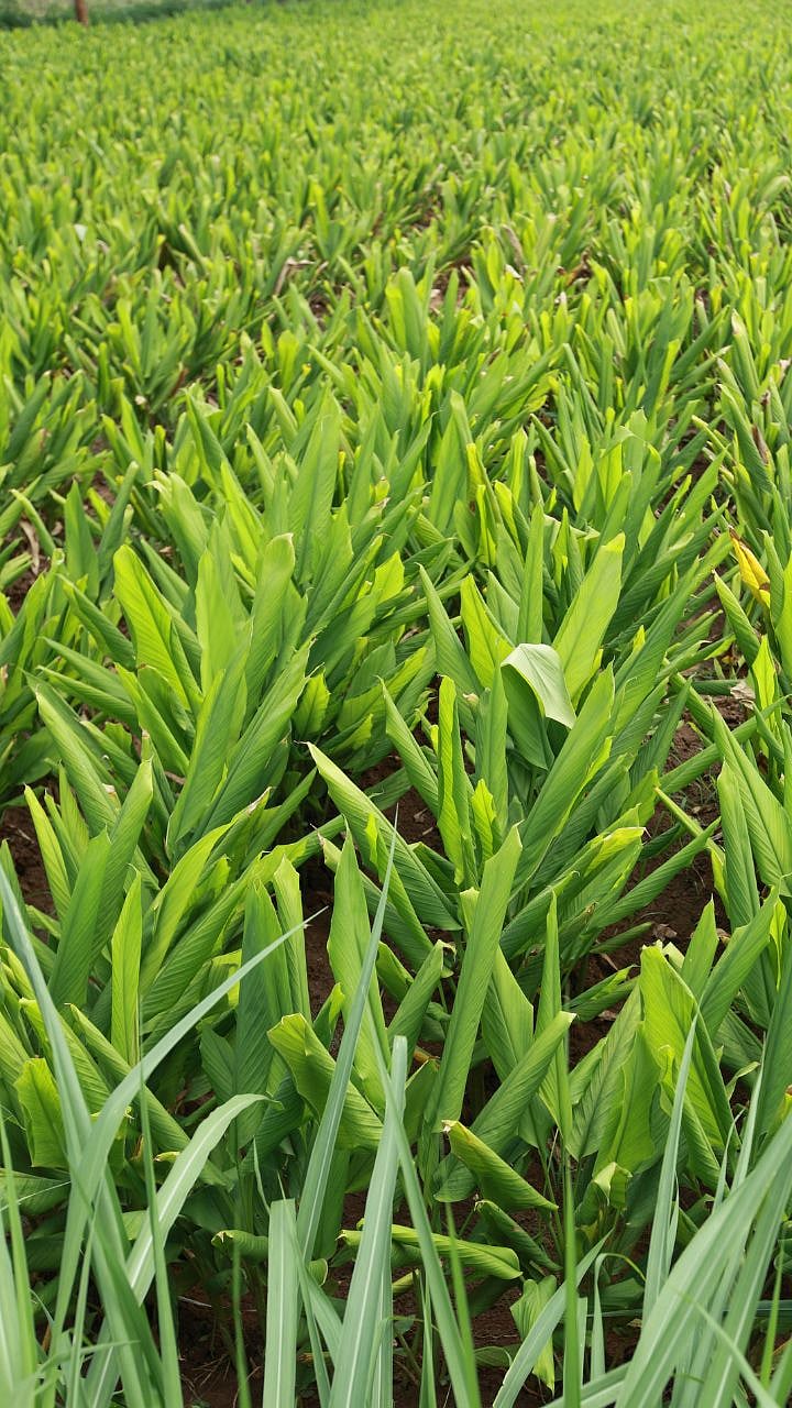 Turmeric Fertilizer Management : हळदीला द्या ठिबक सिंचनातून खते ...