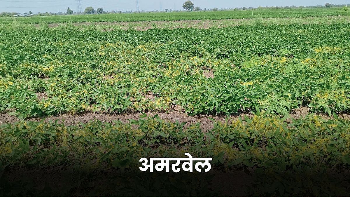 Amarvel Control | सामूहिक प्रयत्नांमधूनच अमरवेल नियंत्रण शक्य | Amarvel ...