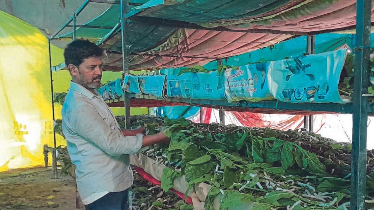 Silk Farming : रेशीम शेतीने दिला सक्षम पर्याय|Sericulture provided a ...