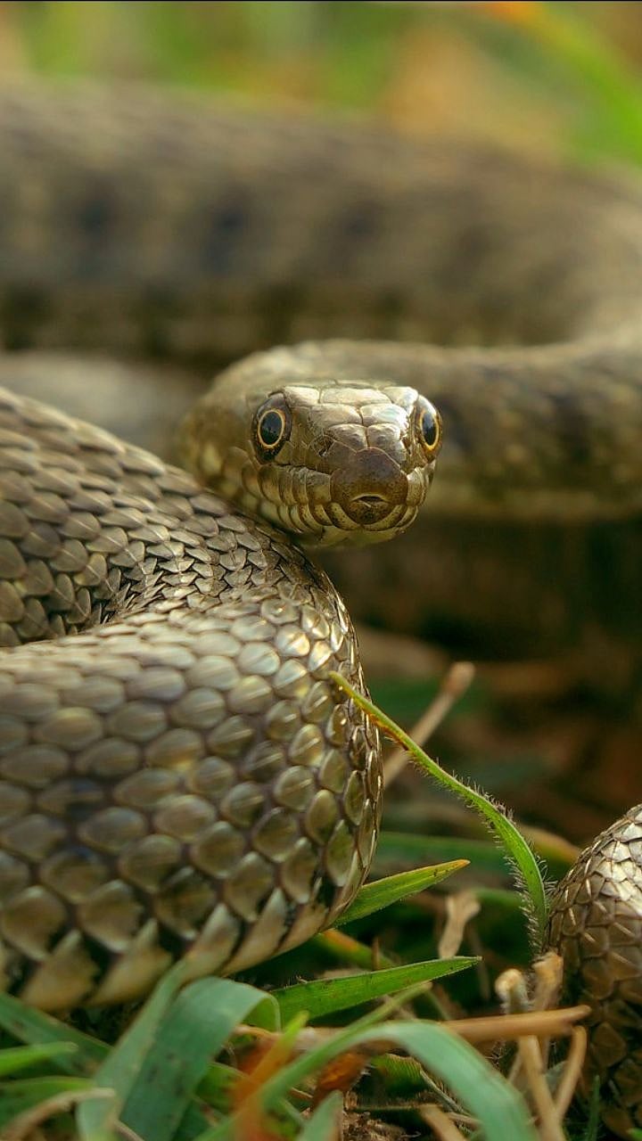 Dice Snake । असा साप जो शिकाऱ्यांना गंडवतो ; करतो मरण्याची अॅक्टींग ...