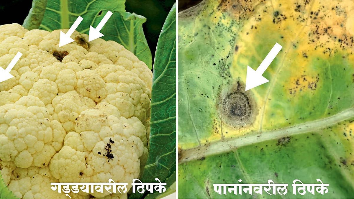 Flower Disease | फ्लॉवर पिकातील ‘गड्डा सड रोग’ | 'Gadda Sud Rog' in ...