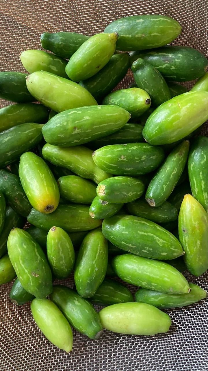 Tendli Vegetable : तोंडलीची भाजी एवढी का महत्वाची, आजार करेल नष्ठ ...