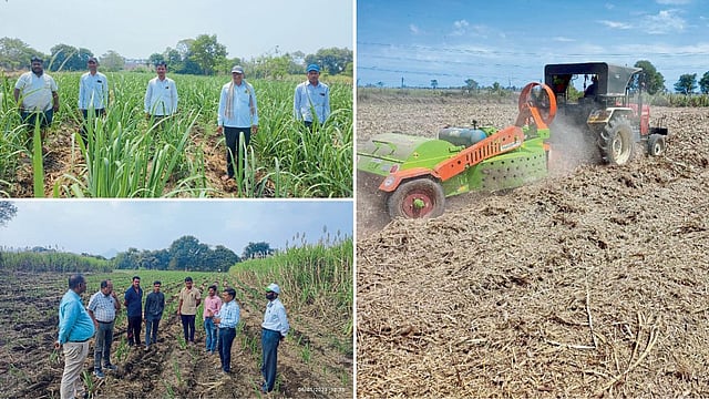 Agriculture Management | पाचट व्यवस्थापनातून जमीन झाली सुपीक | The land ...