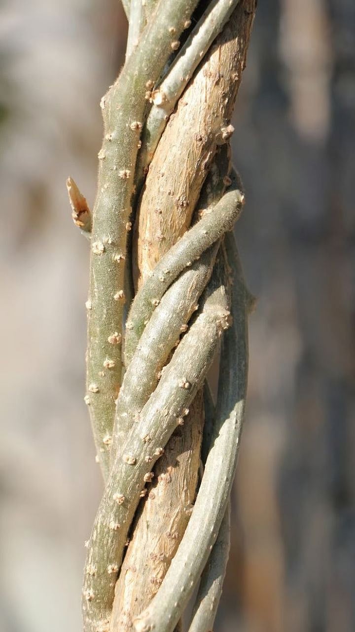 Gulvel Powder : गुळवेलला आयुर्वेदात अनन्यसाधारण महत्त्व, जाणून घ्या ...
