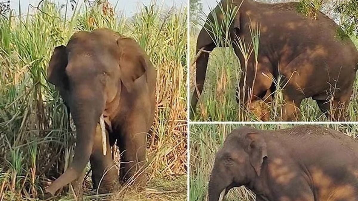 Tusker Attack Farmers : आजऱ्यात टस्कराचा ठिय्या; भुईमुग शेंग, गवताचे ...