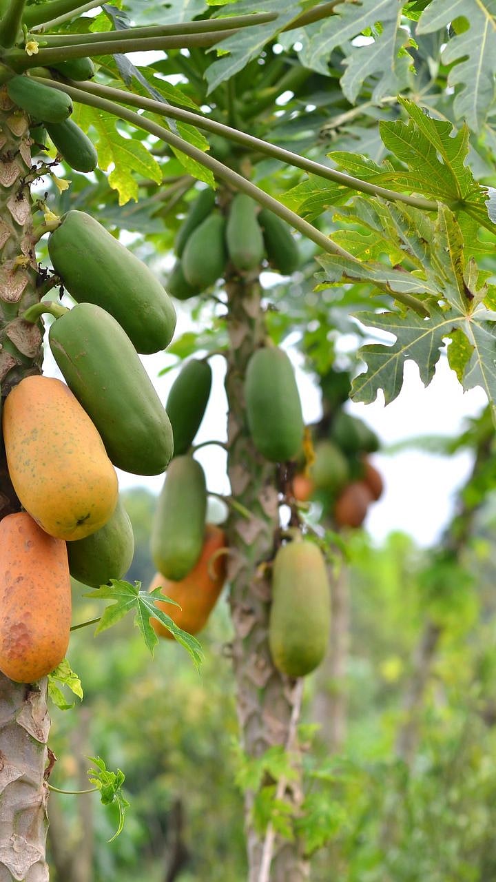 Papaya Orchard Management : कडक उन्हात पपई बागेत काय काळजी घ्याल?|How ...