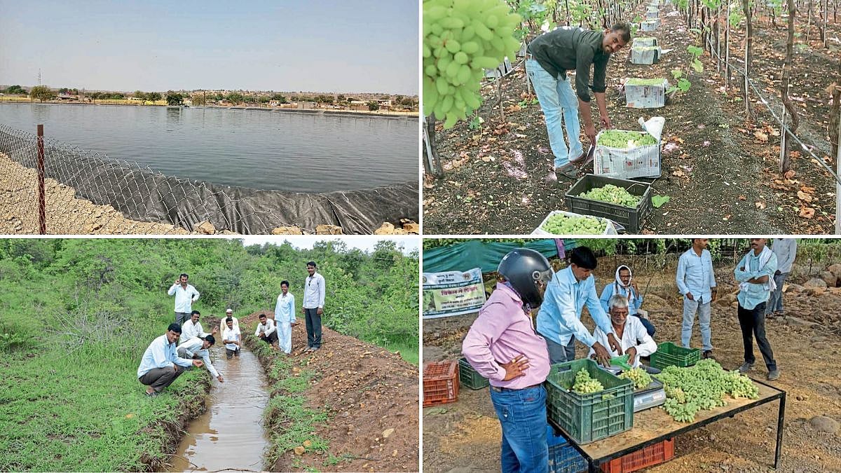Grape Farming | शेवडीची दुष्काळावर मात द्राक्षात तयार केली ओळख | Shevdi ...