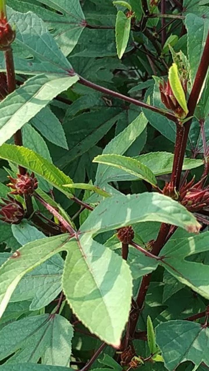 Ambada Vegetable : अंबाडा भाजी खा अन् पोटाची तक्रार पळवा|Health ...