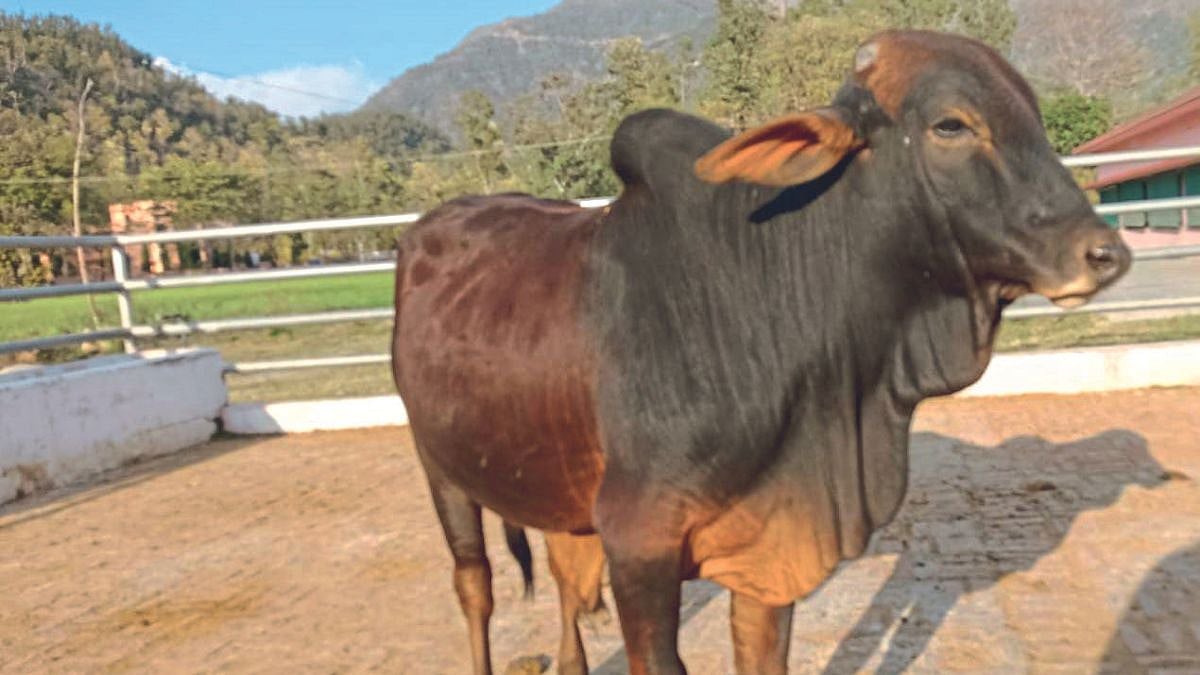 Indigenous Cow । देशी गाय संशोधन केंद्रात ‘बद्री’ दाखल । Badri bull ...