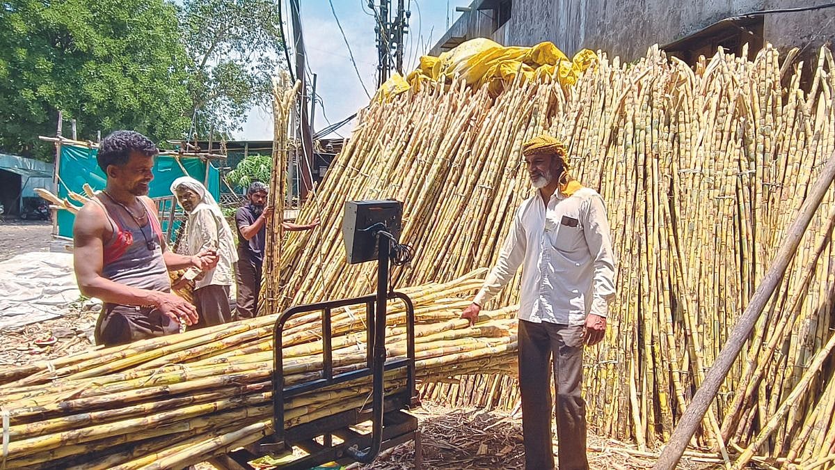 Sugarcane । अमरावतीत रसवंतीसाठीच्या उसाच्या आवकेत वाढ । Increase in ...