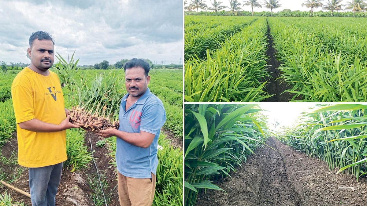 Ginger Farming | विक्रमी आले उत्पादनातील अमोल |Amol Bhade's record ...
