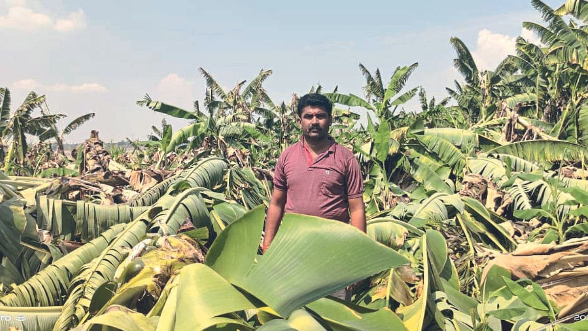 Crop Damage । वादळी वाऱ्यामुळे केळी, ऊस, पपई कंदर परिसरात भुईसपाट ...