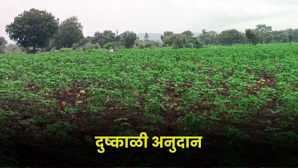 Drought Subsidy | शिंदखेड्यात दुष्काळी अनुदान कर्ज खात्यात परस्पर वर्ग ...