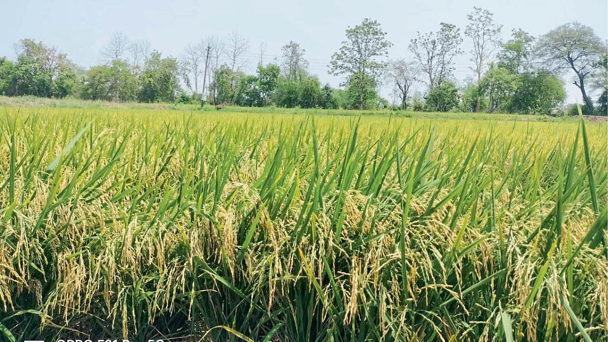Paddy Variety | धानपट्ट्यासाठी नवा वाण पर्याय | A new variety option ...