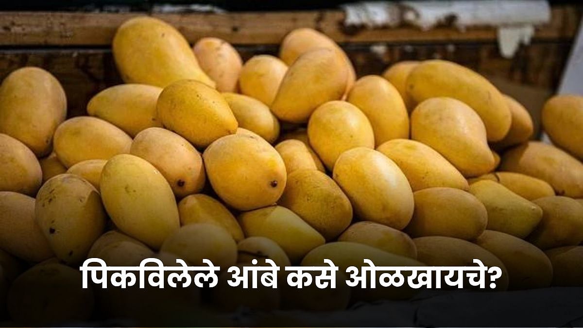 Mango | नैसर्गिक पद्धतीने पिकविलेले आंबे कसे ओळखायचे? | How to identify ...