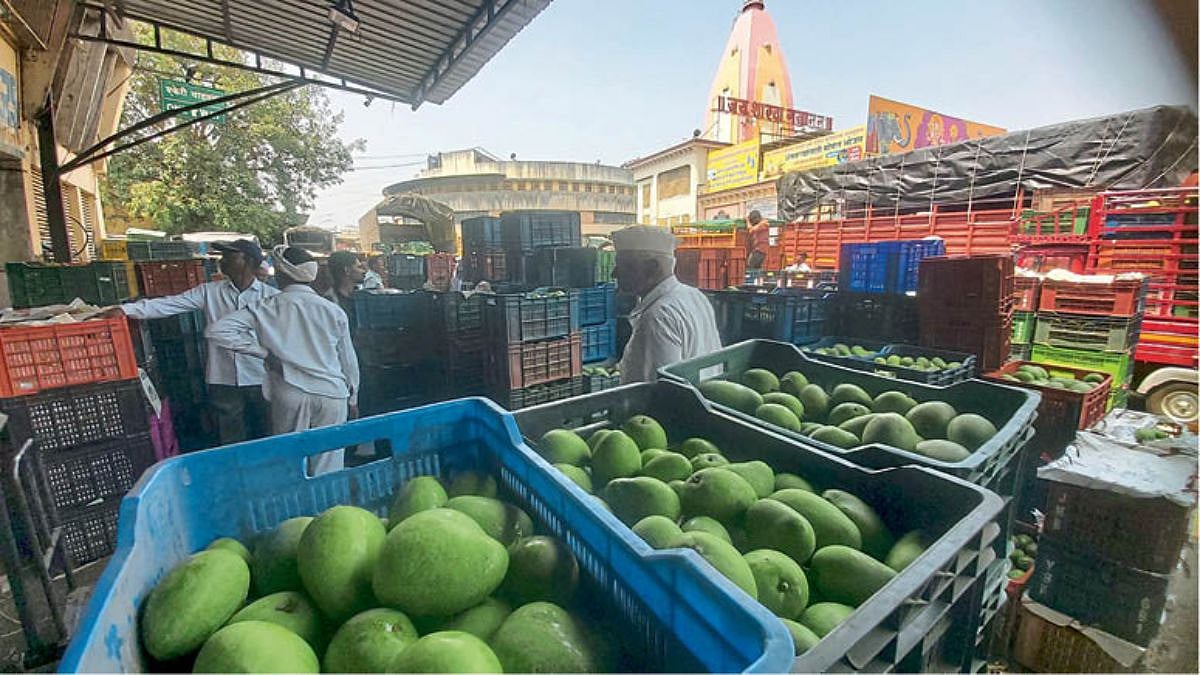Mango Season | गावरान आंब्यांचा हंगाम सुरू | The season of Gavran ...