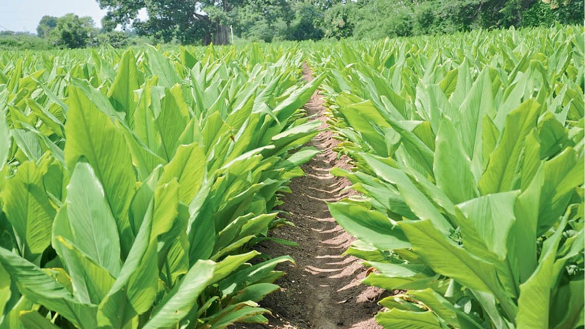 Turmeric Water Management | हळदीसाठी ठिबक सिंचनाद्वारे पाणी व्यवस्थापन ...