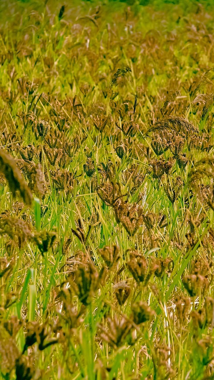 Ragi Cultivation : हे आहे नाचणी लागवडीचे सुधारित तंत्र|This is an ...