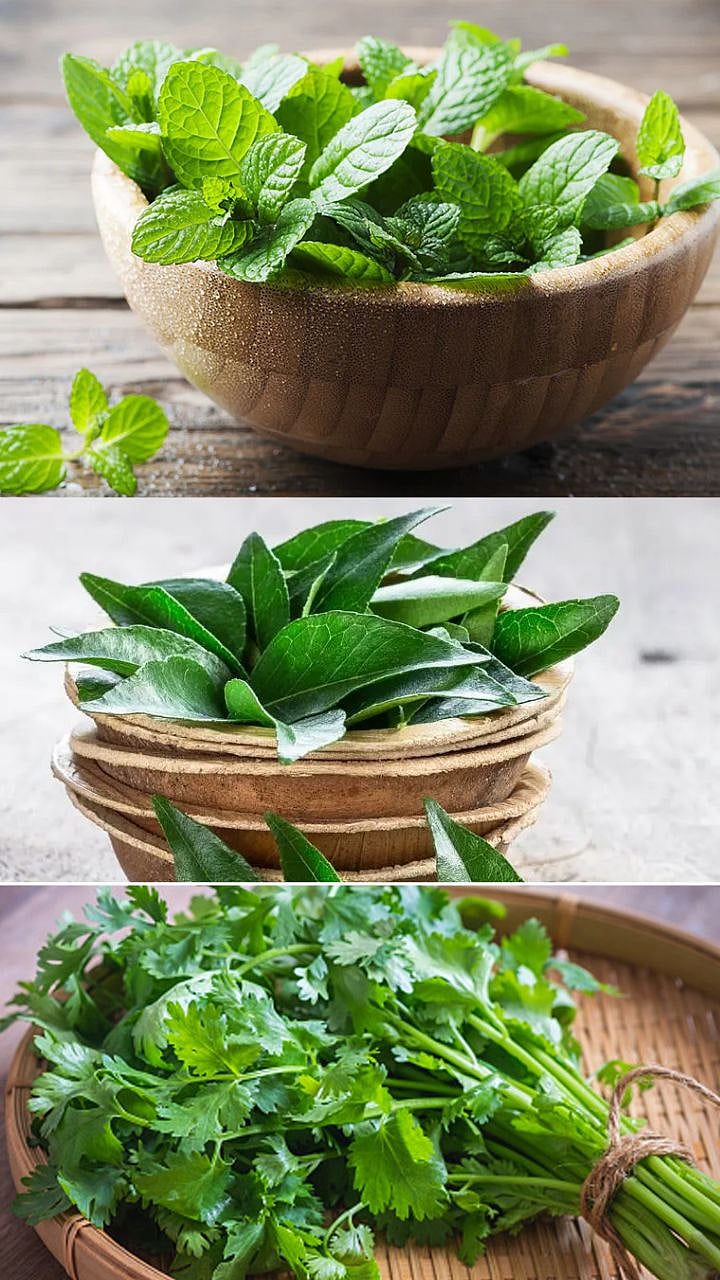 Mint, Coriander and Curry Leaves|या देसी टिप्स् वापरा वाळणार नाही ...
