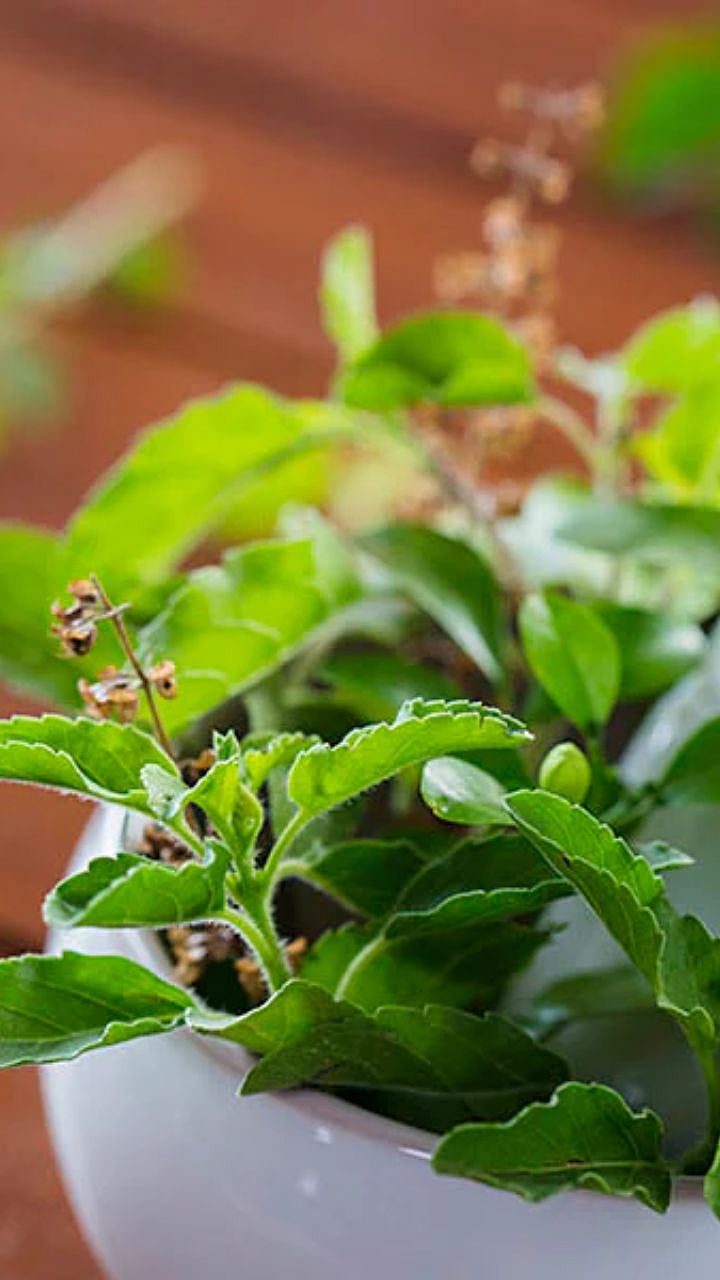 Tulsi leaves| तुळशीची पाने वाढवतात शरीराची रोगप्रतिकार शक्ती |Tulsi ...