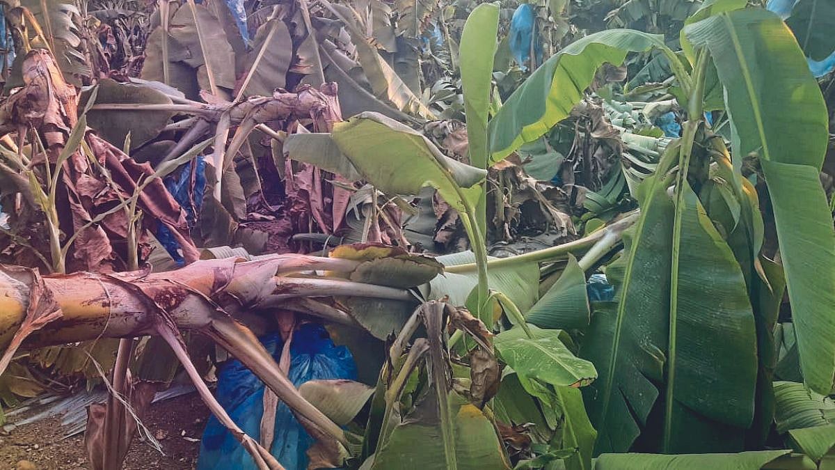 Banana Sunburn । उष्णतेमुळे खानदेशातील केळीपट्टा होरपळला । banana ...