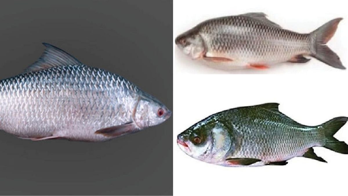 Fish Farming | कटला, रोहू, मृगळ माशांचे संगोपन | Rearing of Katla, Rohu ...