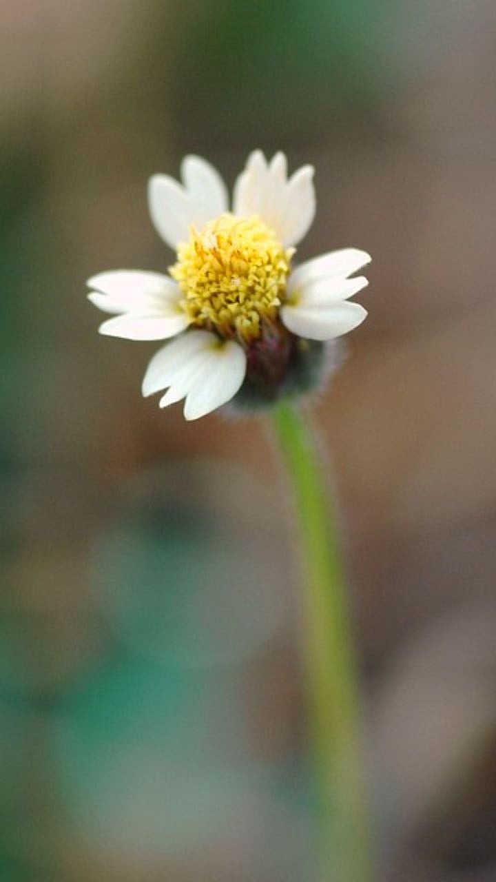 Health Benefits of Ghamra |कंबरमोडी आहे एक अप्रतिम संजीवनी औषधी वनस्पती ...