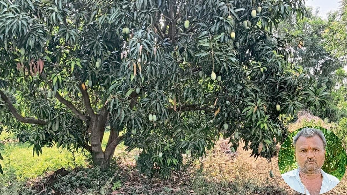 Mango Farming Management | केसर बागेत काटेकोर व्यवस्थापनावर भर ...