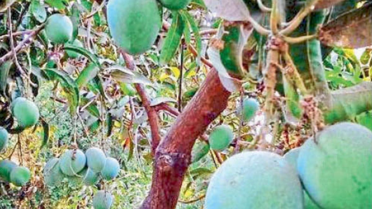 Mango Season । हापूसच्या लोकप्रियतेत रायवळ आंबा गायब । Raiwal mangoes ...