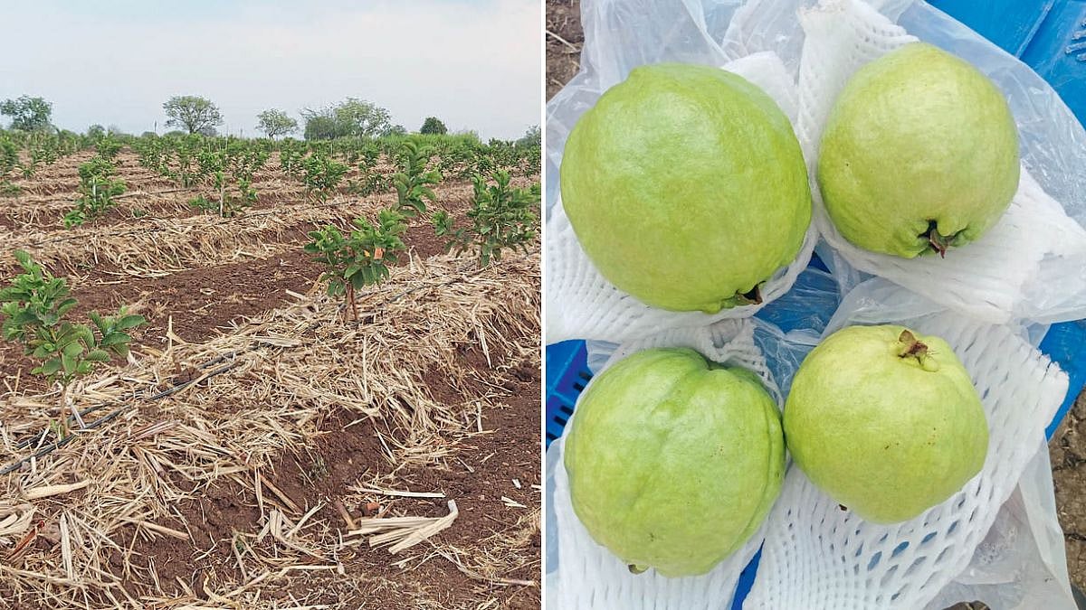 Guava Farming | जत तालुक्यात पेरूचे ‘कल्चर’ | 'Culture' of Guava in Jat Taluka, article on Agrowon